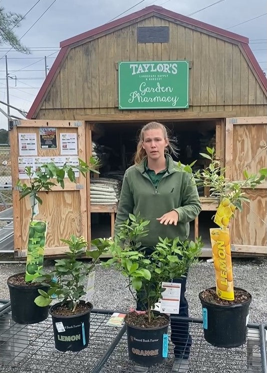 How do I take care of my citrus trees? This is a question we get asked ...