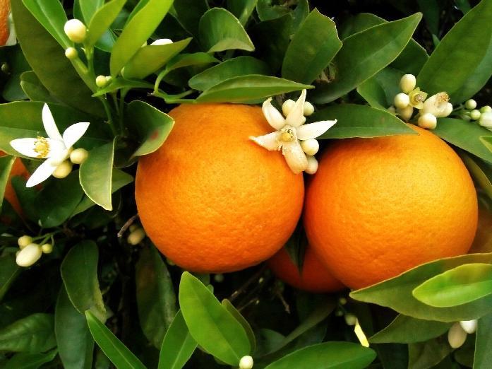 GET YOUR CITRUS TREES FROM TAYLOR'S LANDSCAPE SUPPLY! | Taylor's ...